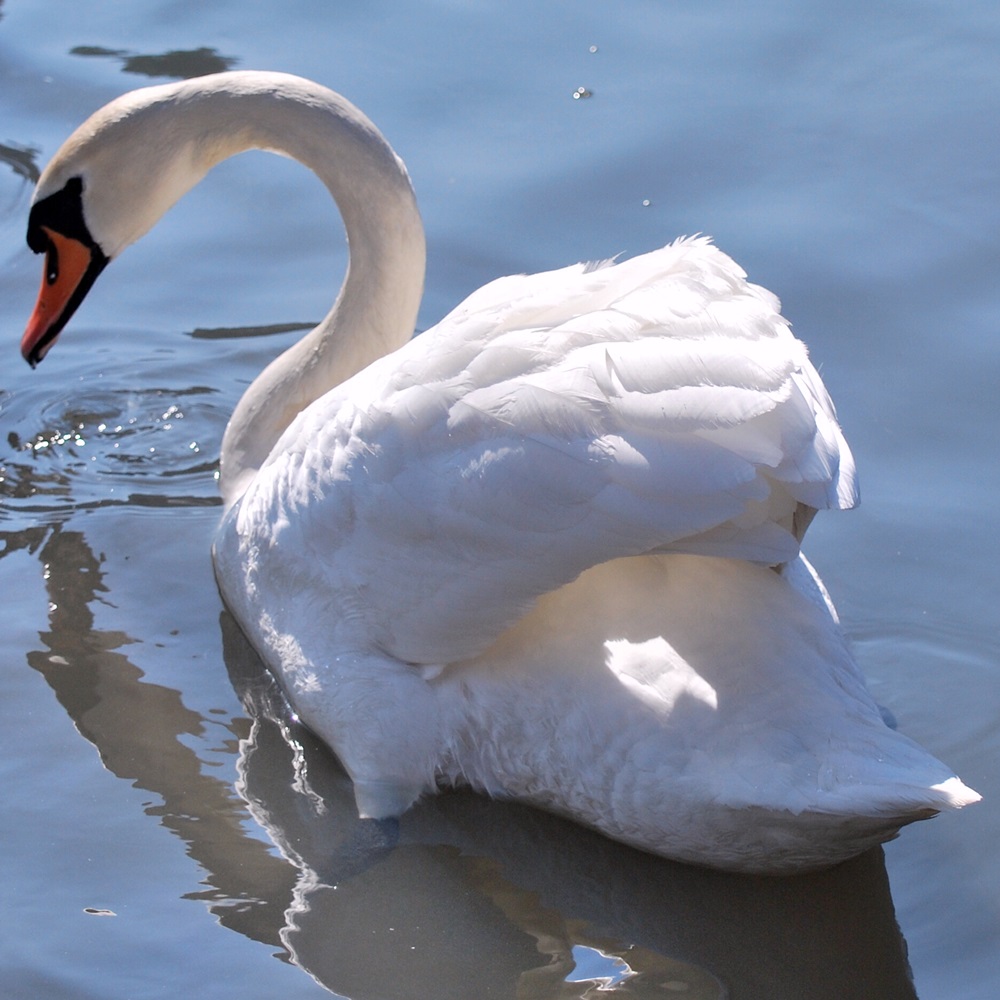 Horoscop de top ACVARIA – DICTIONAR DE VISE. Simboluri cu L