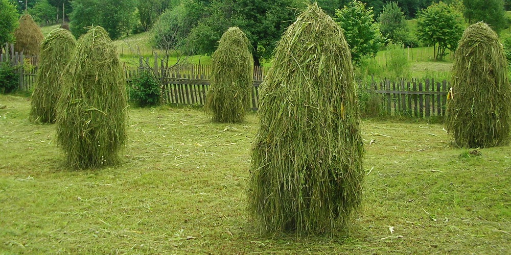 Horoscop de top ACVARIA – DICTIONAR DE VISE. Simboluri cu F