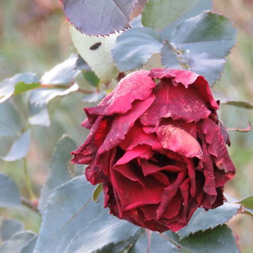 Horoscop de top ACVARIA – DICTIONAR DE VISE. Simboluri cu F